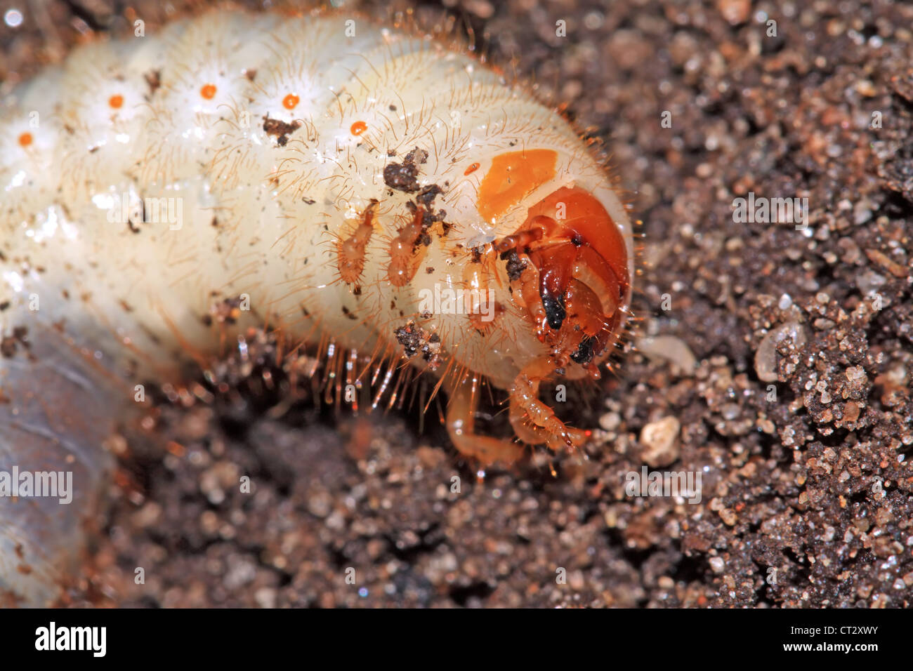 White maggot hi-res stock photography and images - Alamy