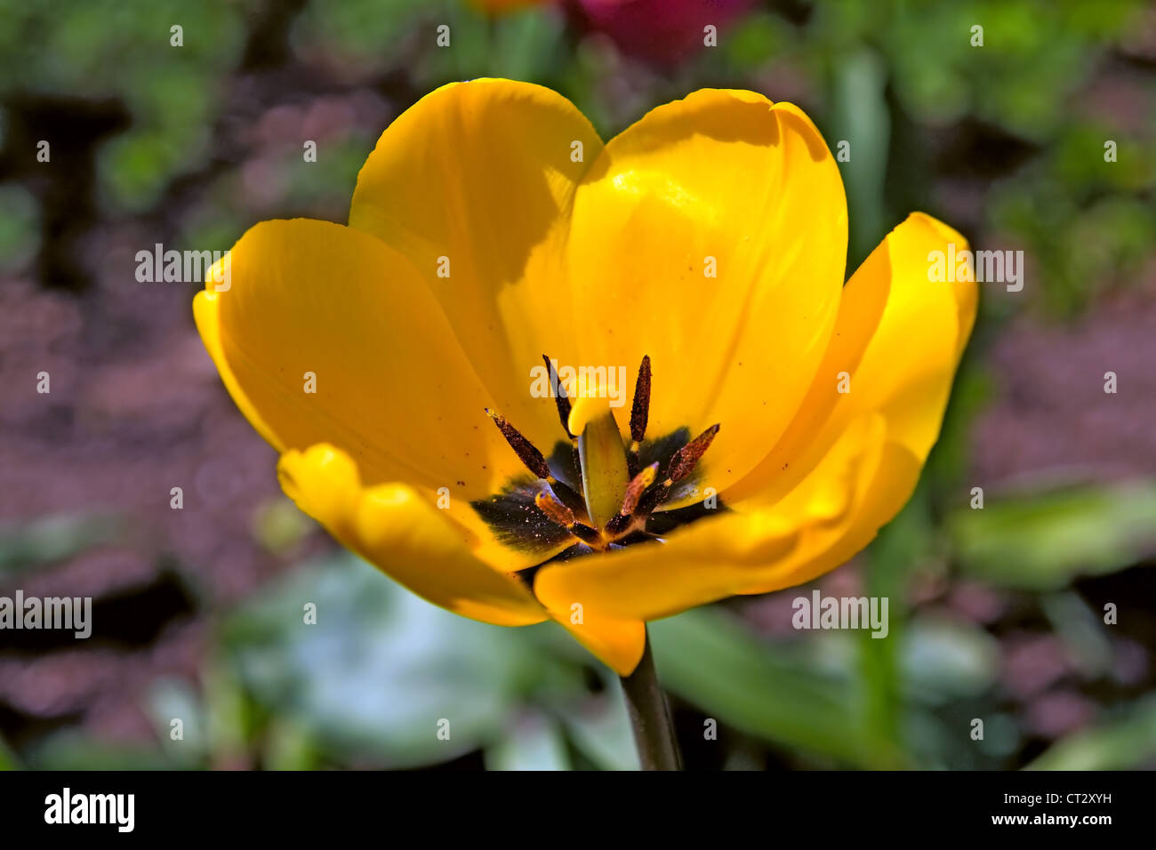 yellow tulip on vegetable background Stock Photo - Alamy