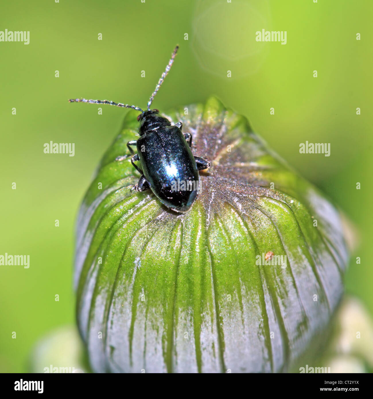 blue bug on green herb Stock Photo - Alamy