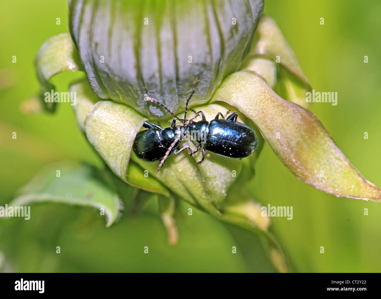 blue bug on green herb Stock Photo - Alamy