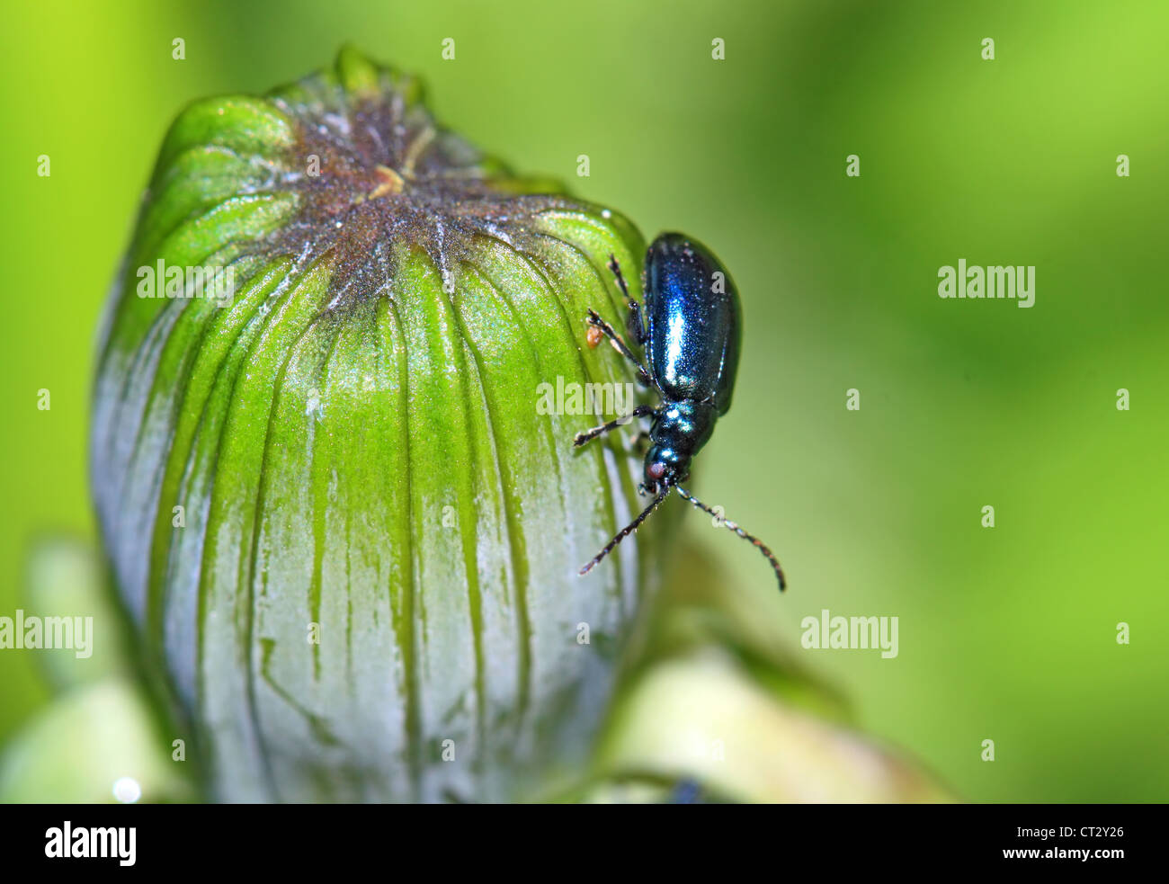 blue bug on green herb Stock Photo - Alamy