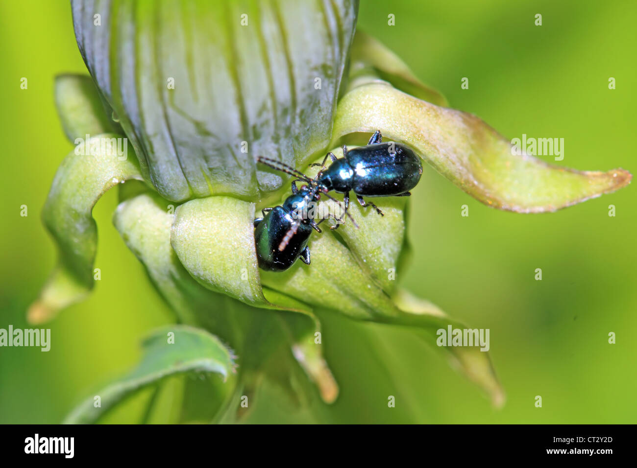 blue bug on green herb Stock Photo - Alamy