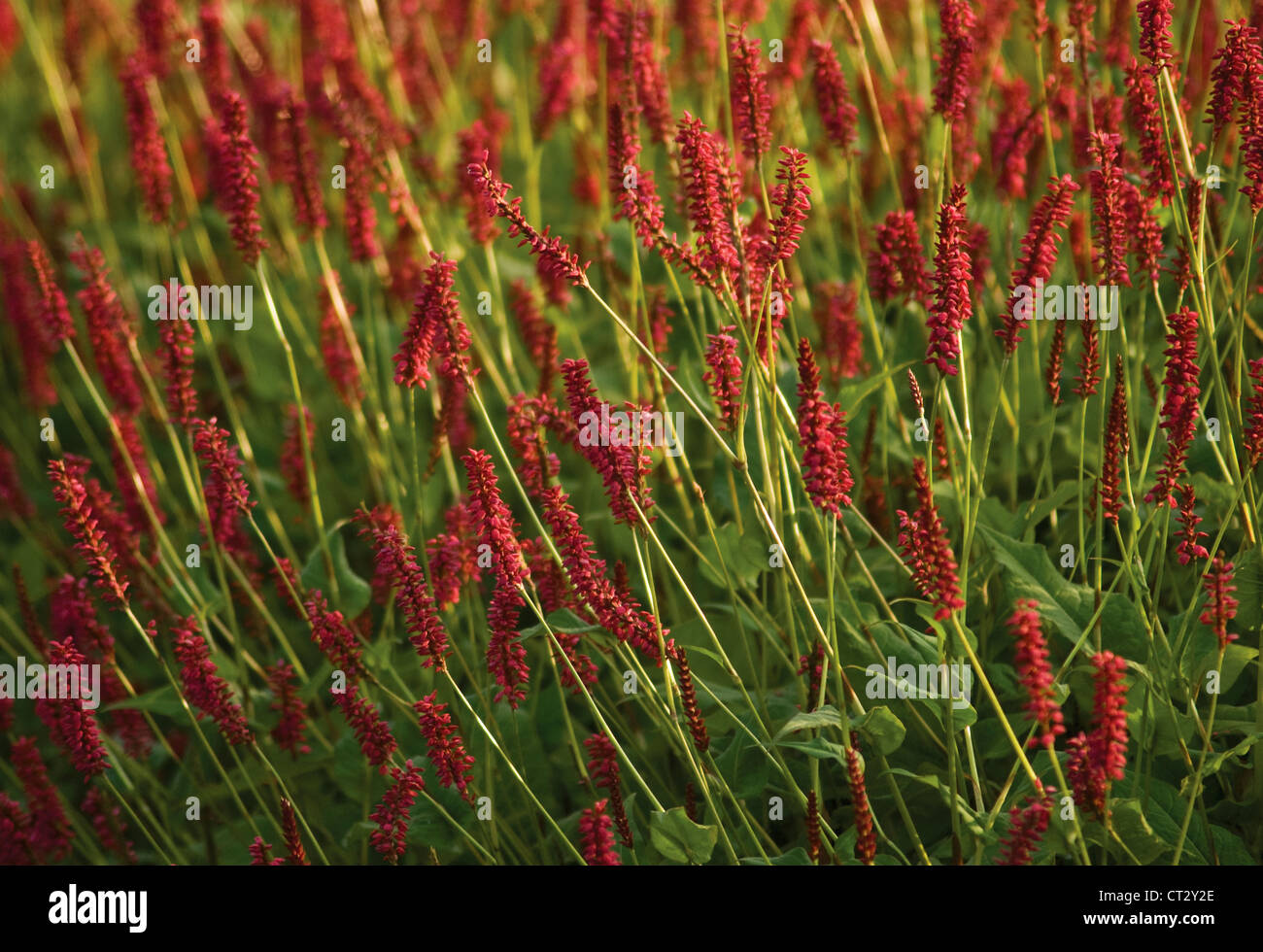 Persicaria amplexicaulis 'Taurus', Bistort. Spikes of red flowers on ...
