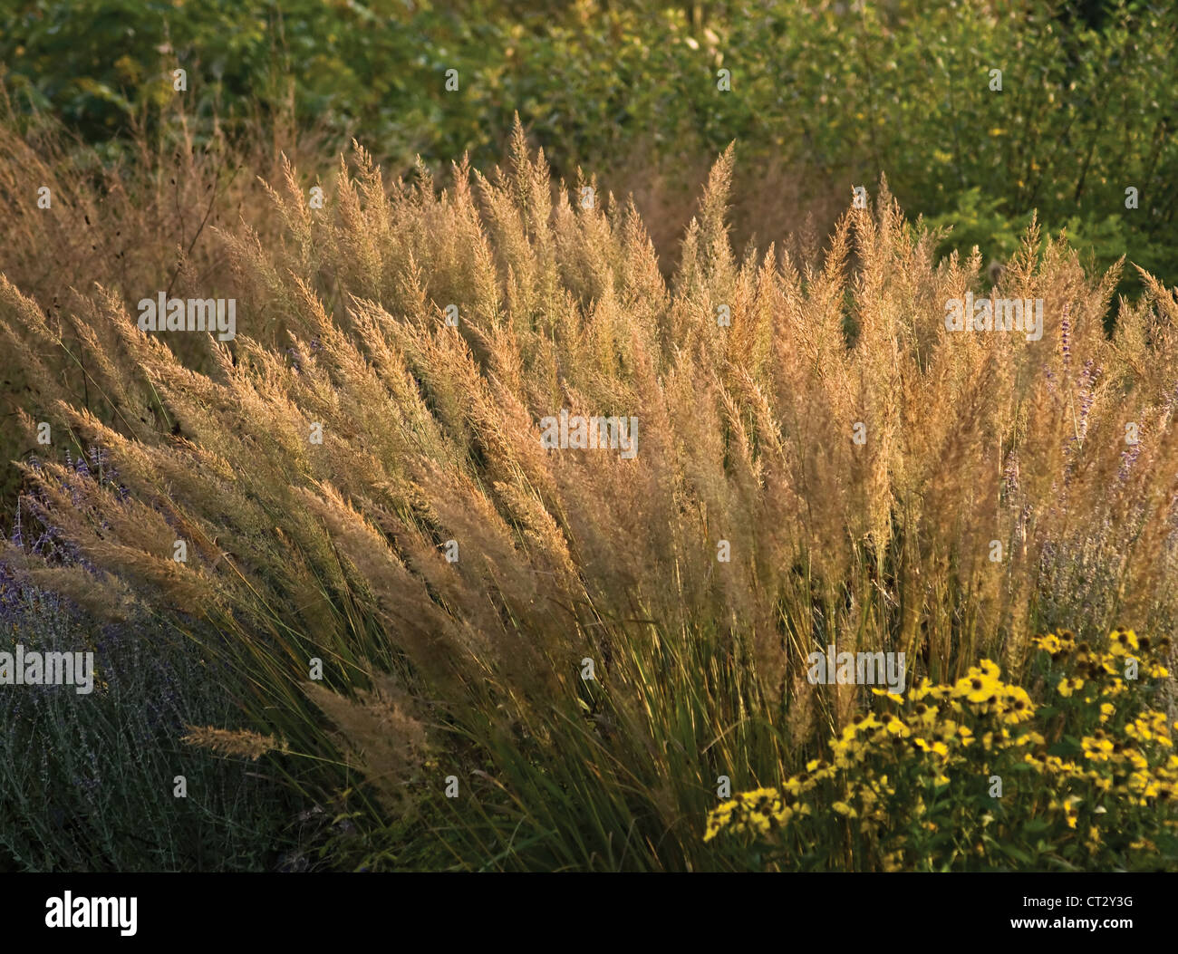 Calamagrostis brachytricha, Korean feather reed grass with flowering ...