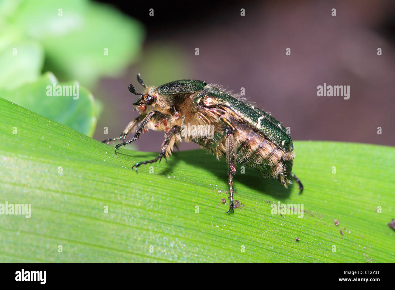 Chafer beetle life cycle hi-res stock photography and images - Alamy