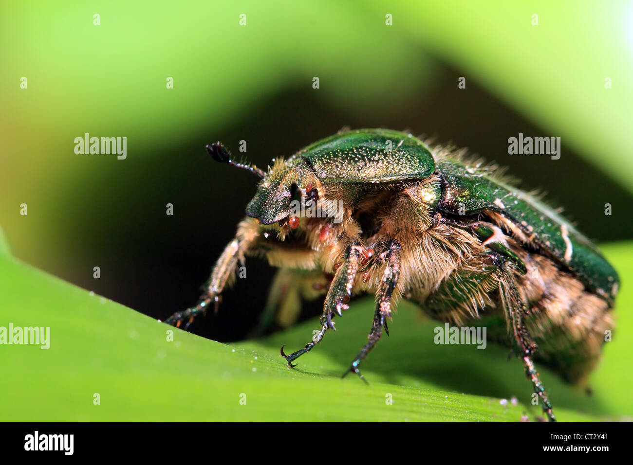 Weevil bug life cycle hi-res stock photography and images - Alamy