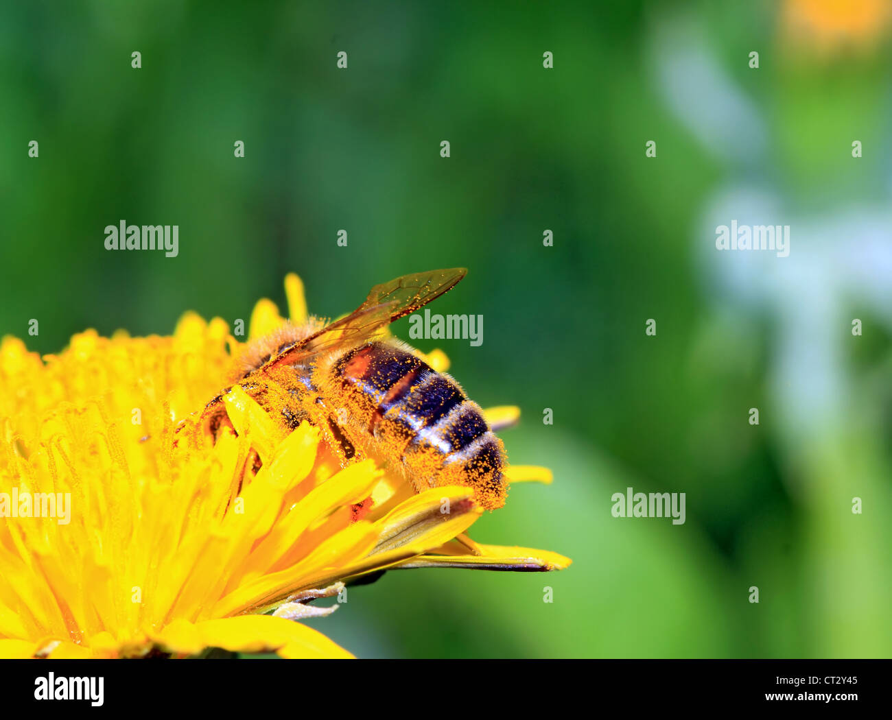 Brown and yellow insect hi-res stock photography and images - Alamy