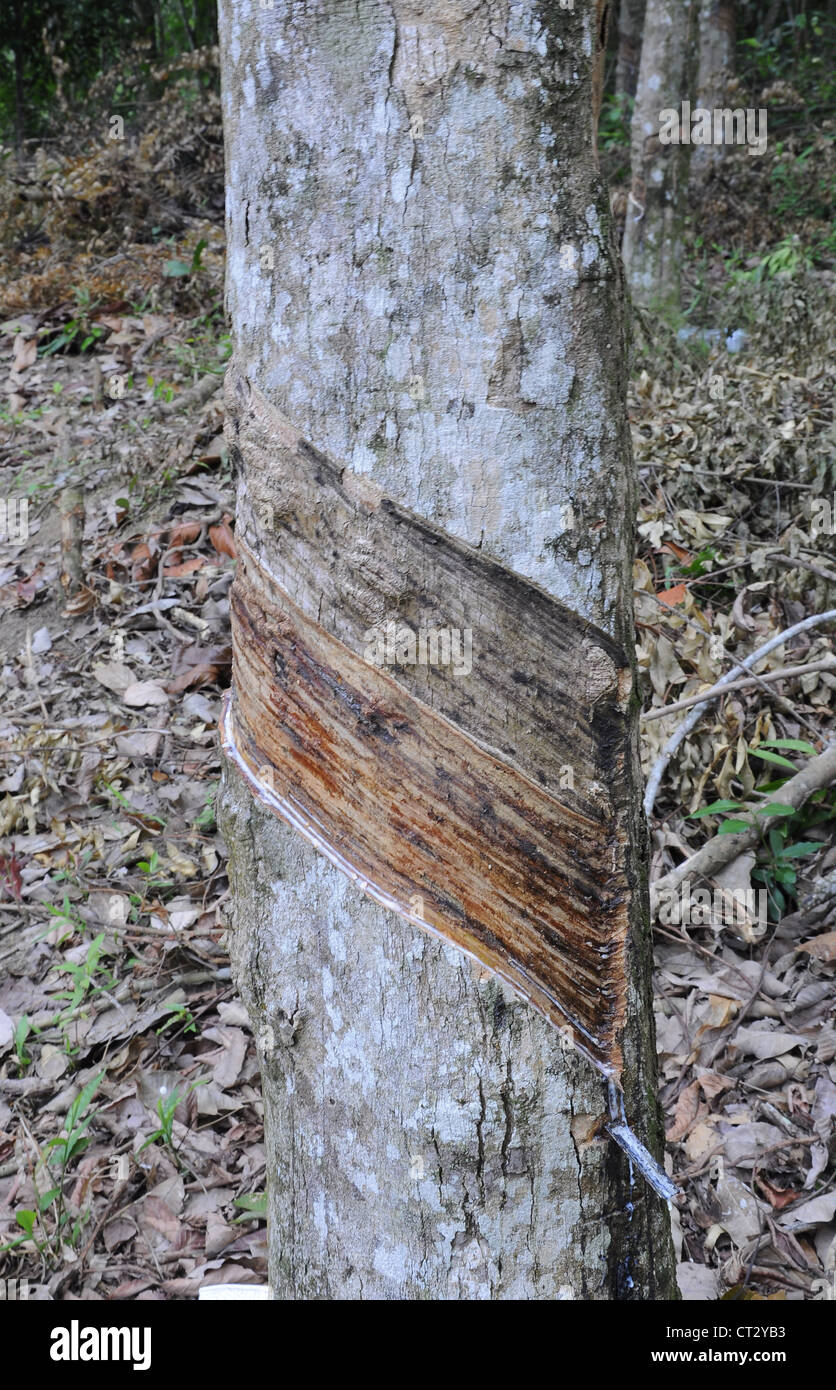 Rubber tapper hi-res stock photography and images - Alamy