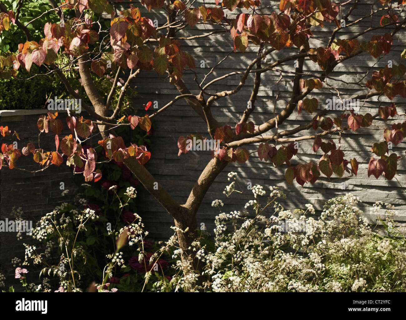 Cercis ciliquastrum, Judus tree Stock Photo - Alamy