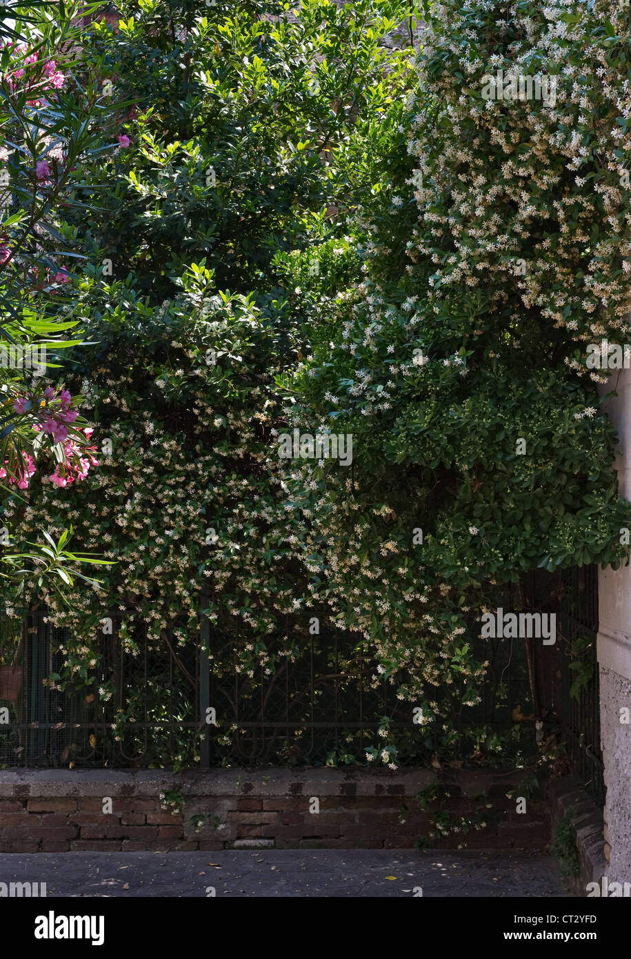 A sweet-scented jasmine shrub flows over a garden fence in a back ...