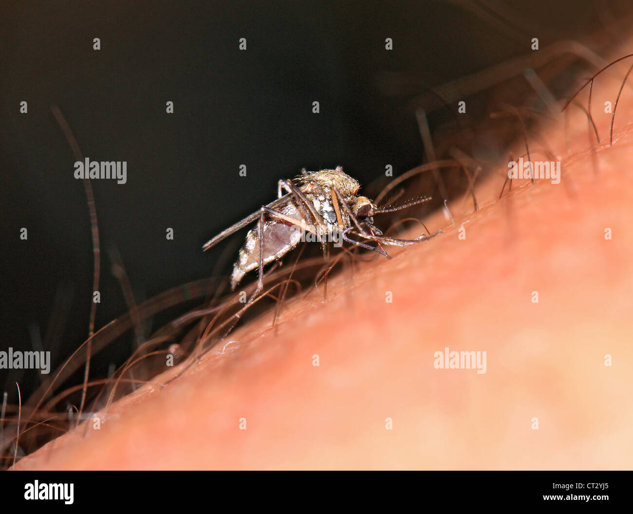 Midge bite hi-res stock photography and images - Alamy