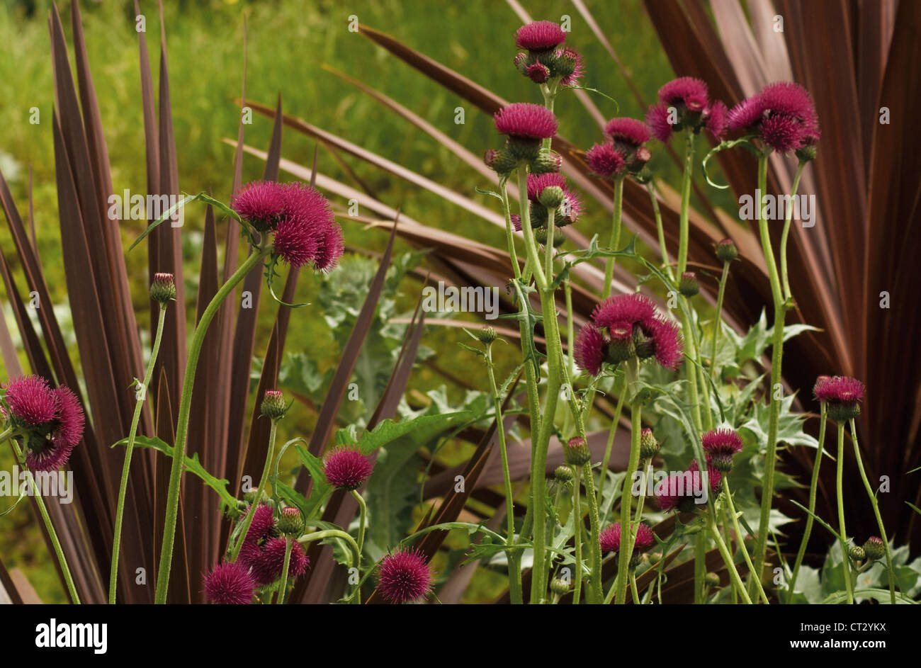 Cirsium purpureum hi-res stock photography and images - Alamy