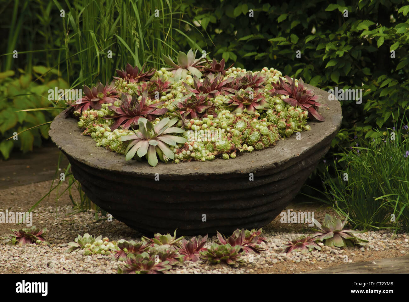 Sempervivum tectorum succulent hi-res stock photography and images - Alamy