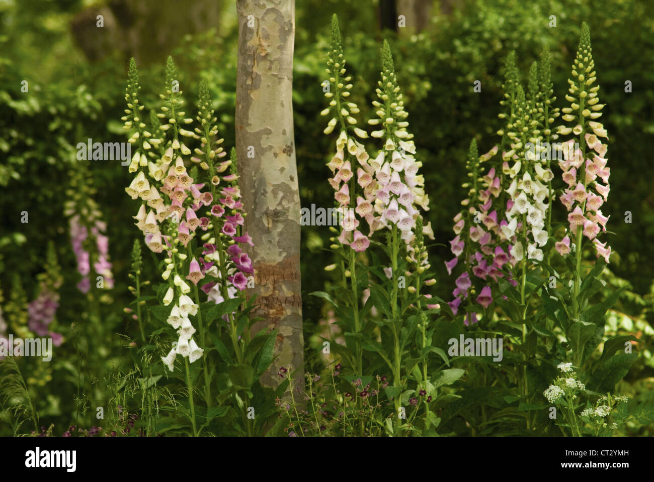 Digitalis purpurea, Foxglove Stock Photo - Alamy