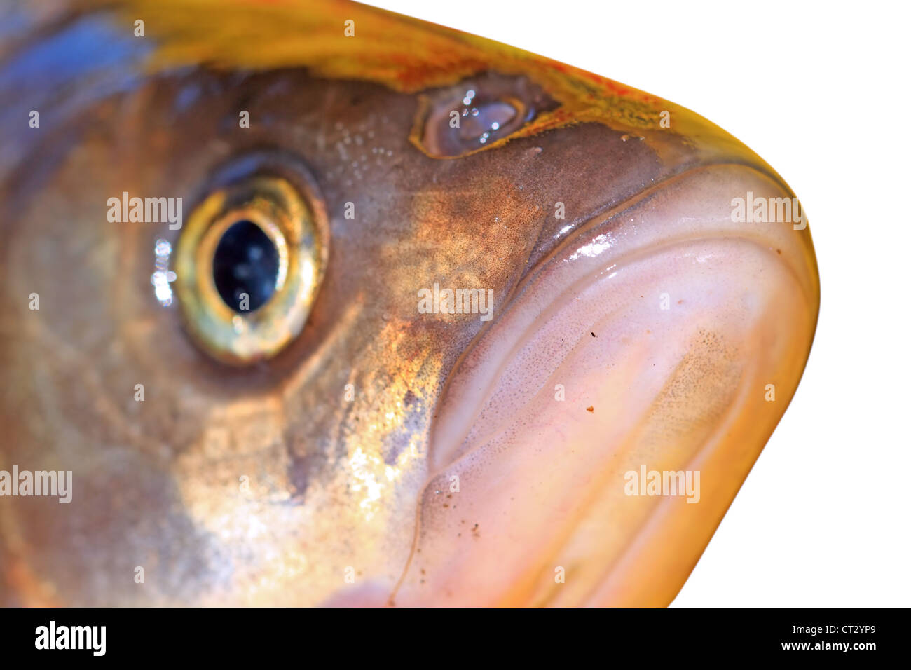 fish head on white background Stock Photo - Alamy
