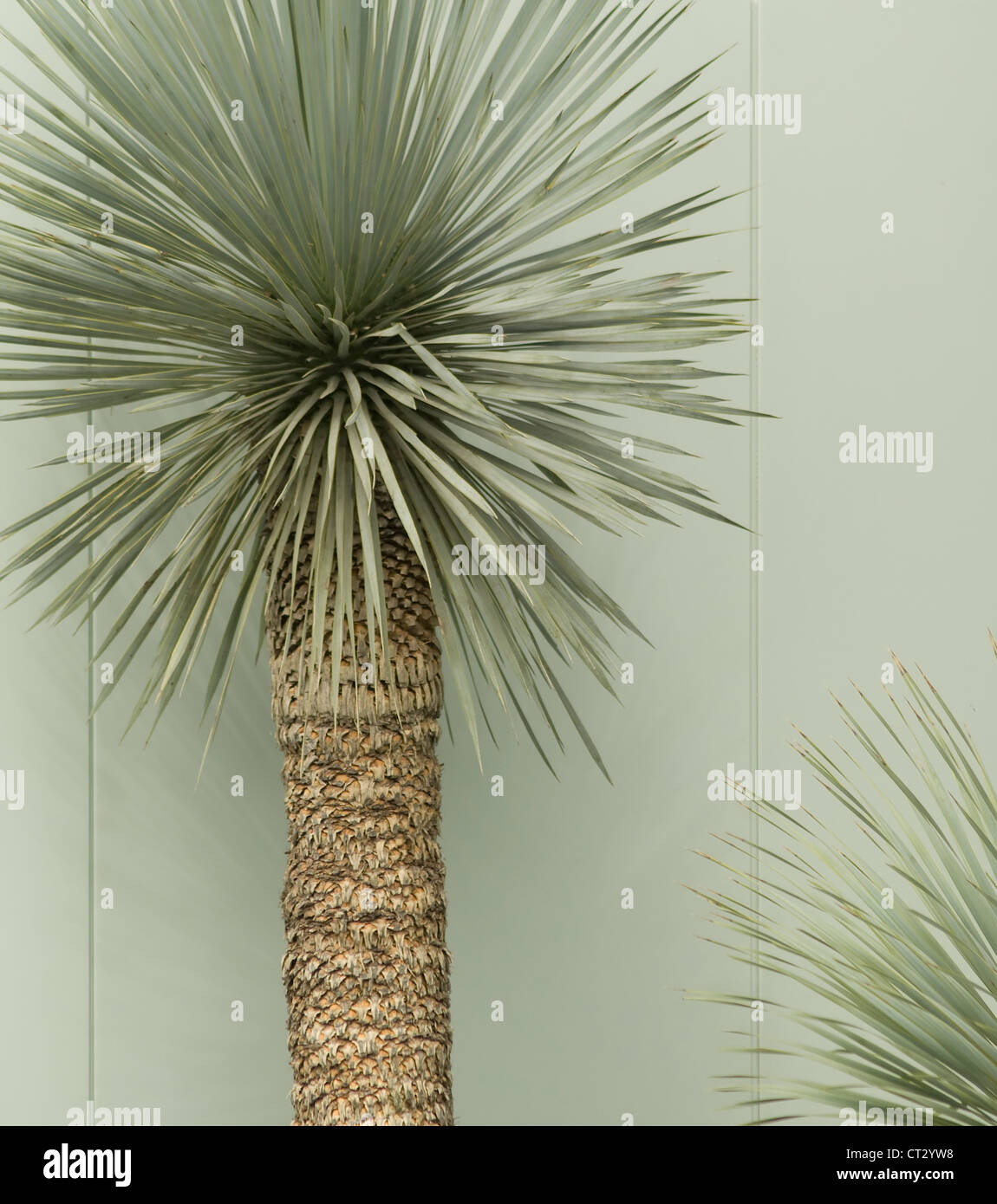 Yucca rostrata, Yucca Stock Photo - Alamy