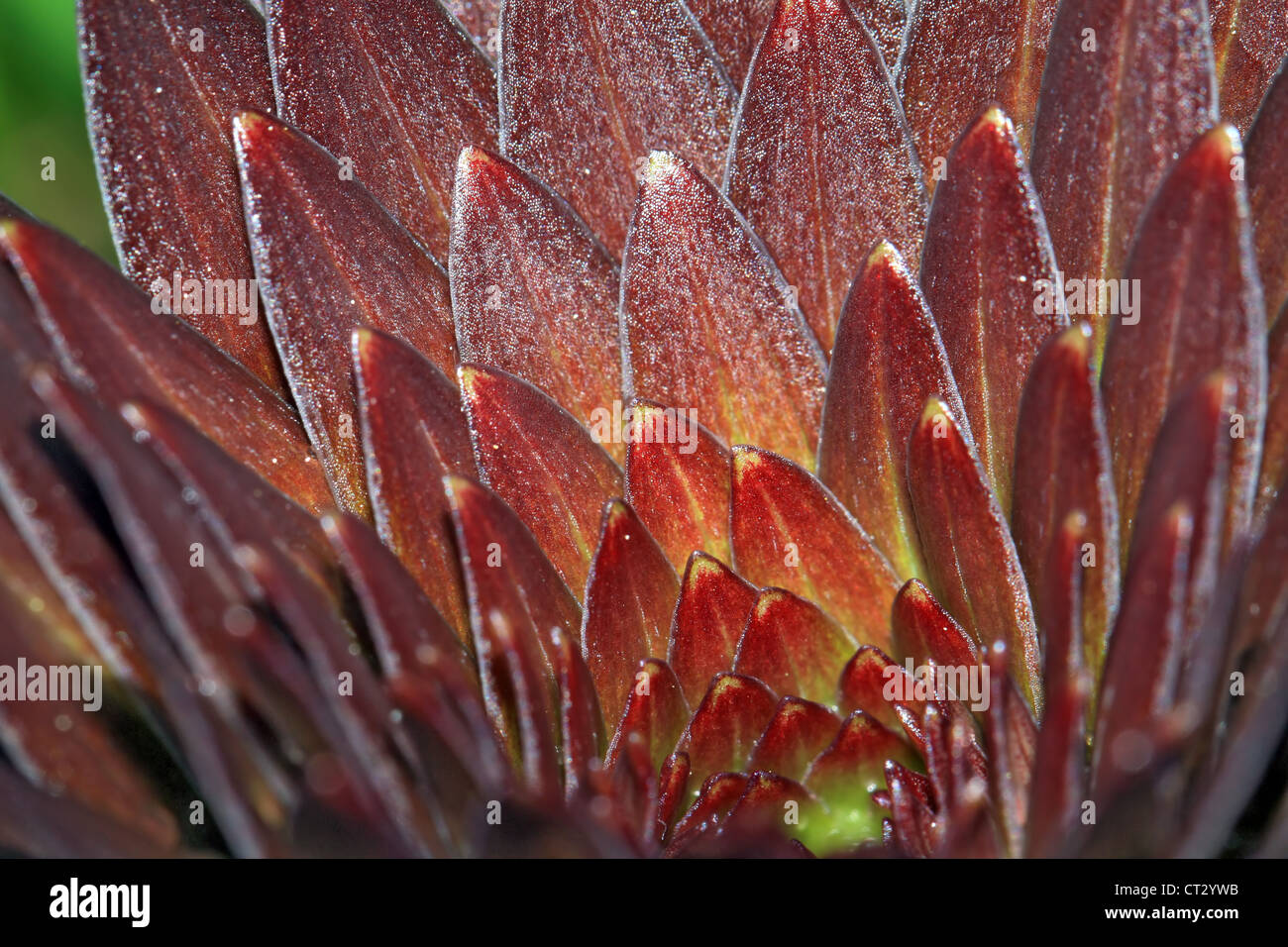 dripped rain on sheet lily Stock Photo - Alamy