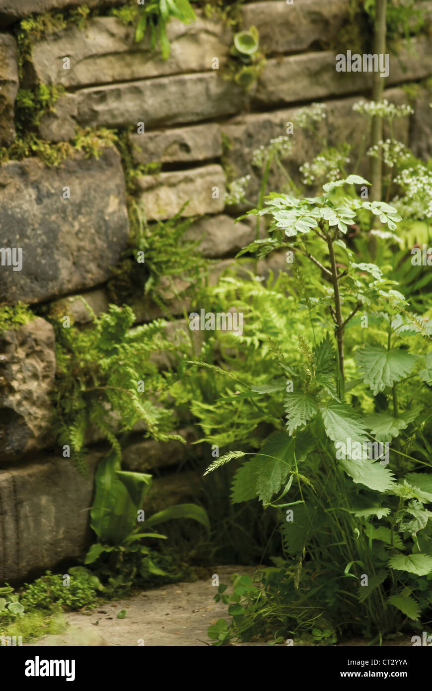 Nettle varieties hi-res stock photography and images - Alamy