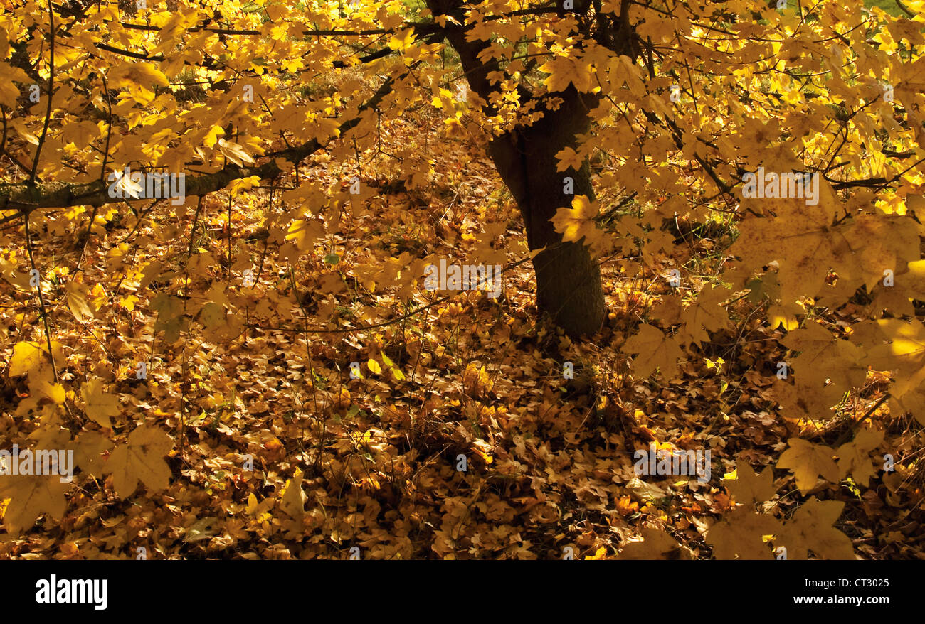 Acer campestre, Field maple Stock Photo - Alamy
