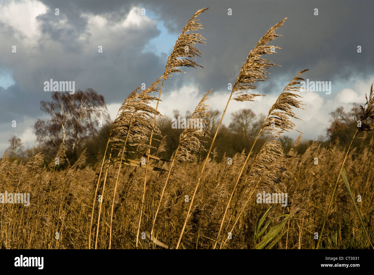 Phragmites australis, Reeds, Sedge Stock Photo - Alamy