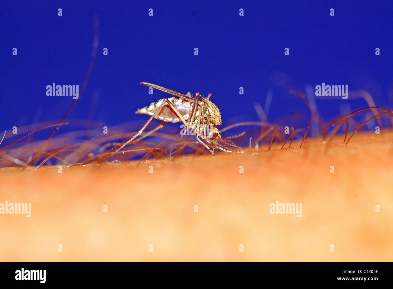 Midge bite hi-res stock photography and images - Alamy