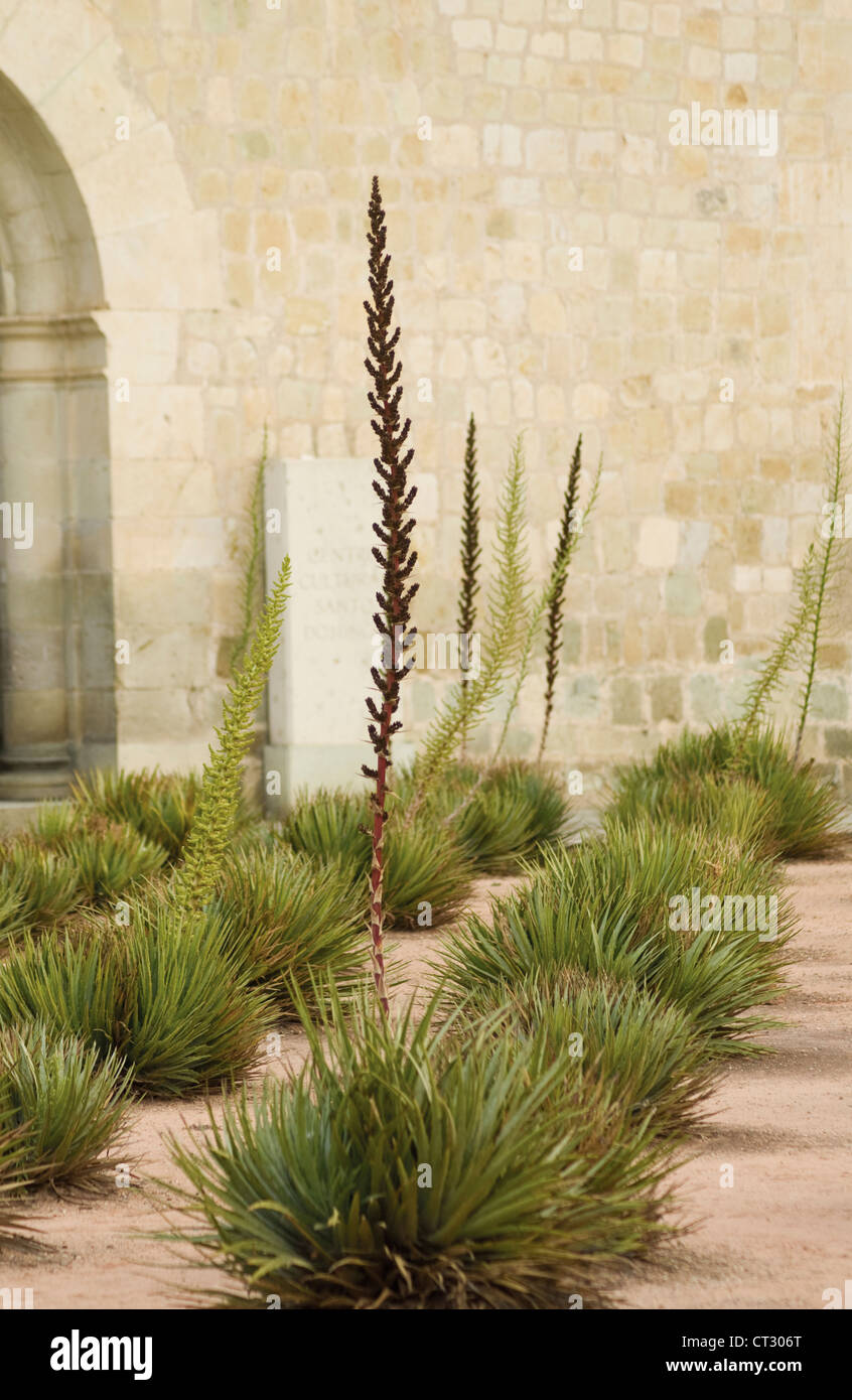 Tall aloe hi-res stock photography and images - Alamy