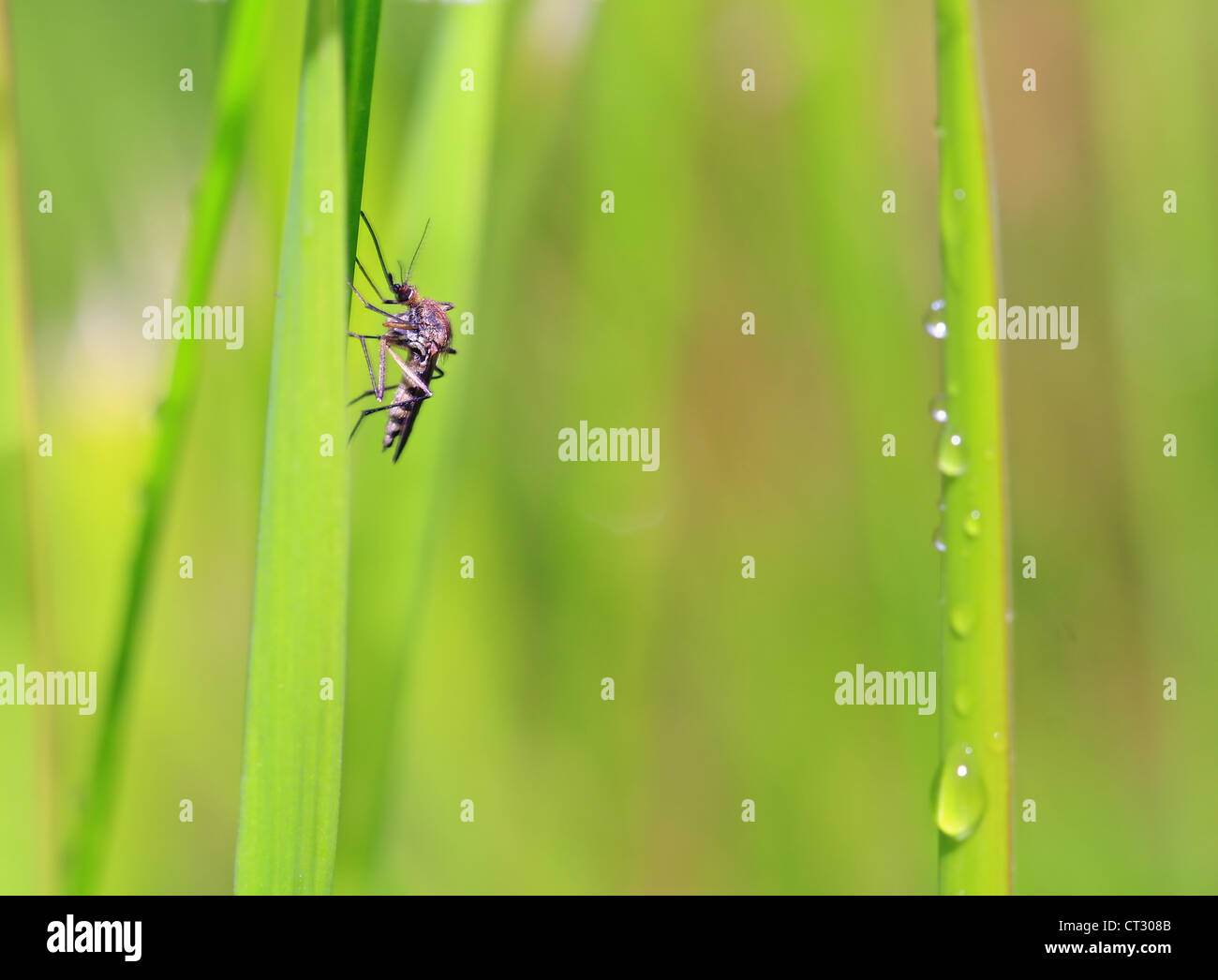 Midge bite hi-res stock photography and images - Alamy