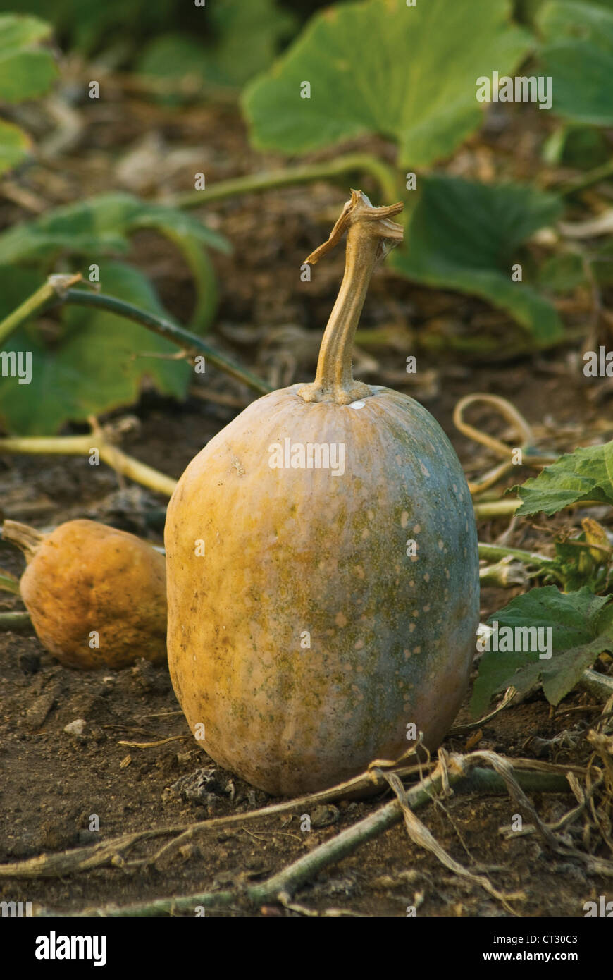 Cucurbita pepo, Squash Stock Photo - Alamy