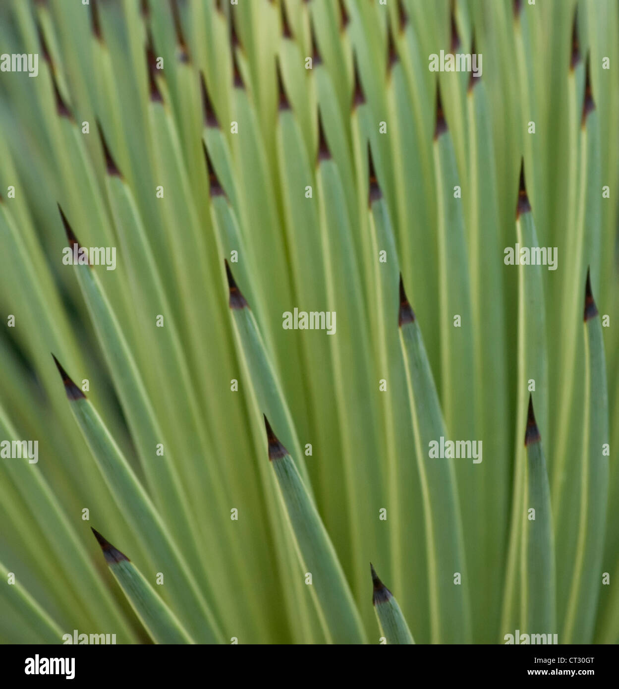 Agave stricta, Agave Stock Photo - Alamy