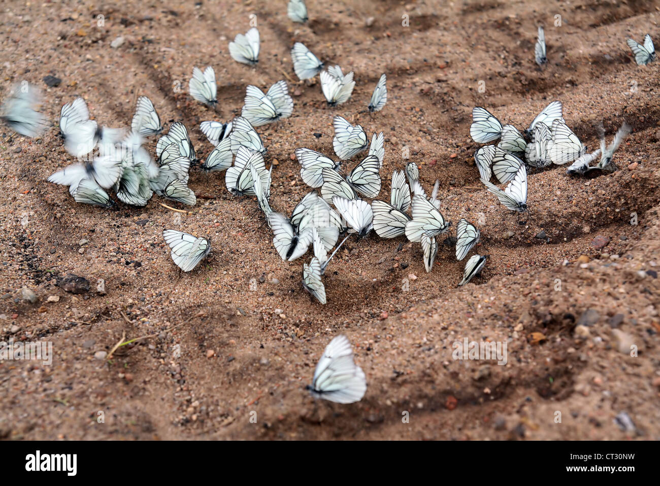 Land directly hi-res stock photography and images - Alamy