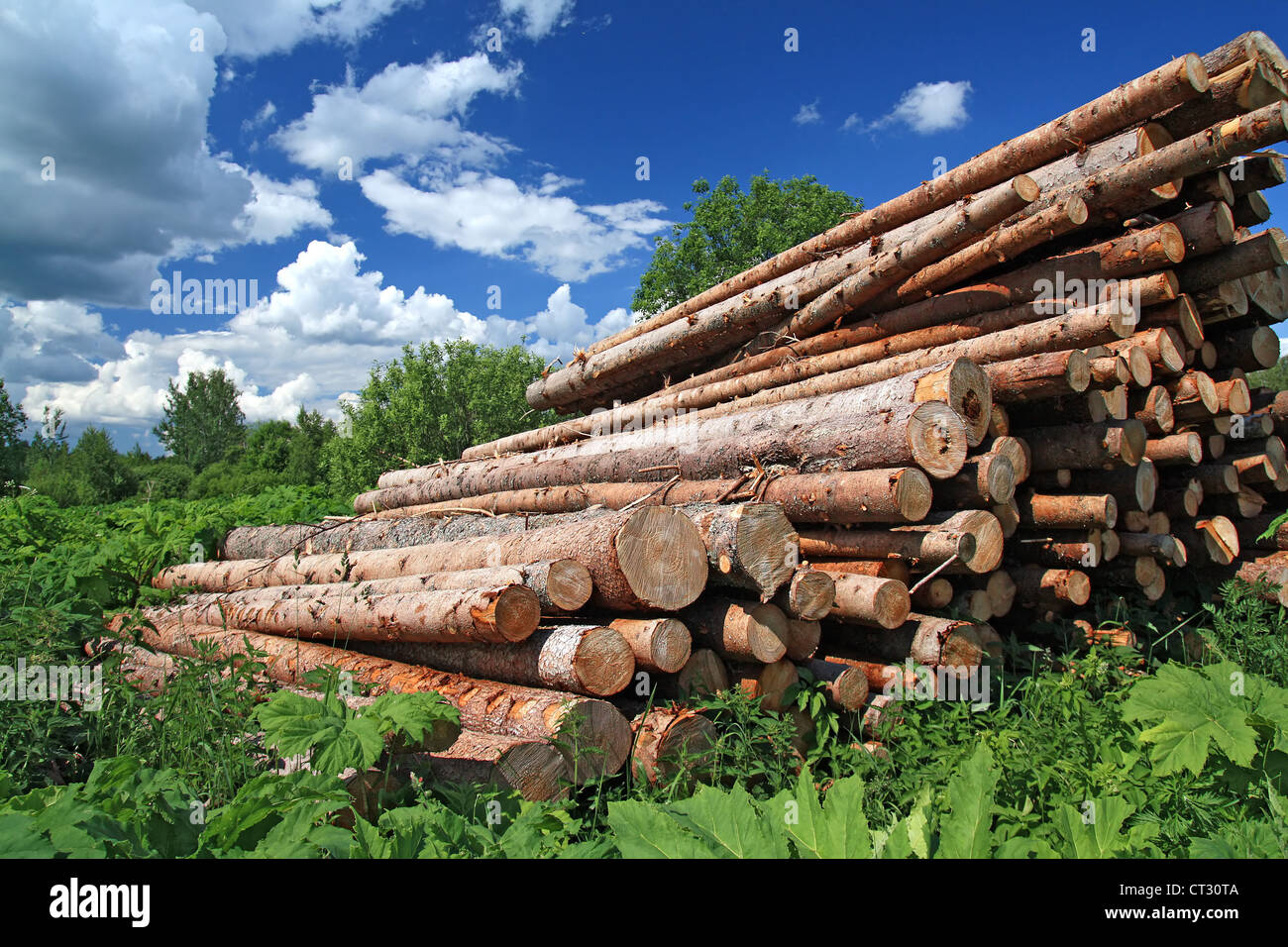 sawn up tree Stock Photo - Alamy