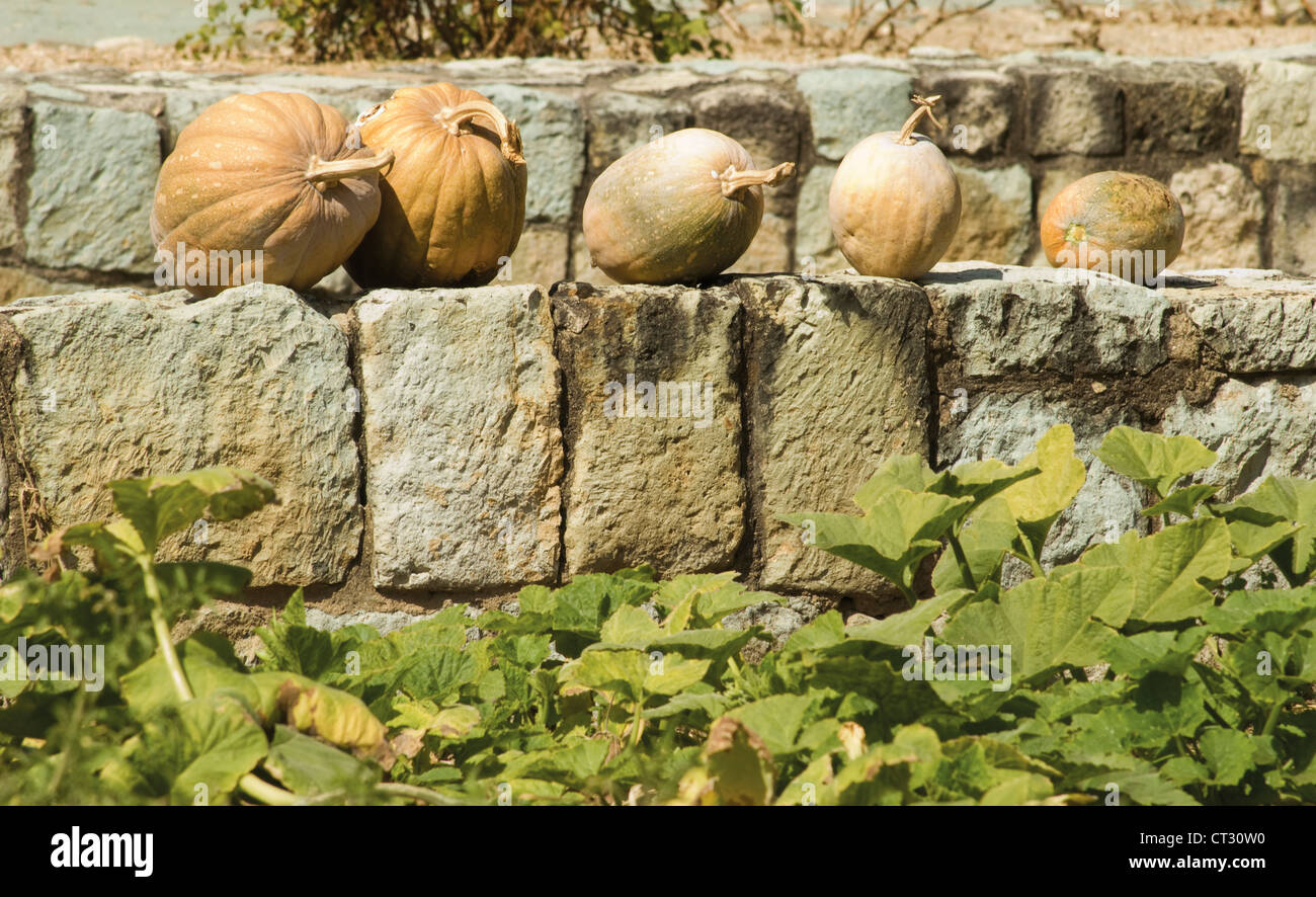 Cucurbita pepo, Squash Stock Photo - Alamy