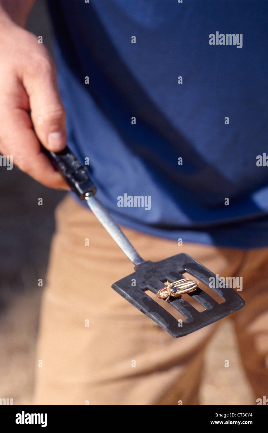 A bug on a spatula Stock Photo - Alamy