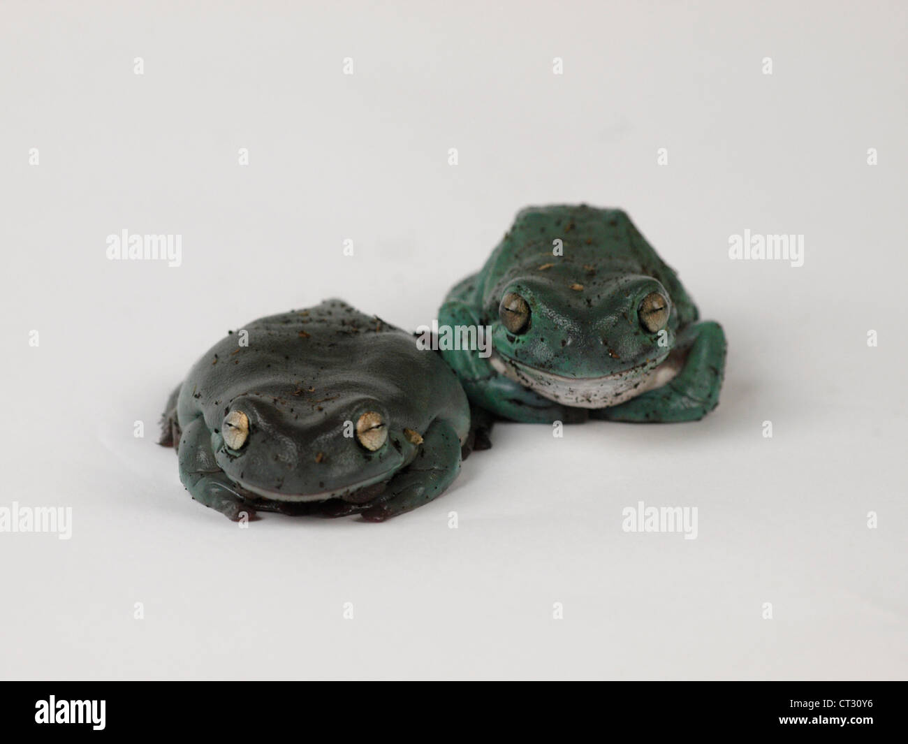 Two Whites Tree Frogs Stock Photo - Alamy