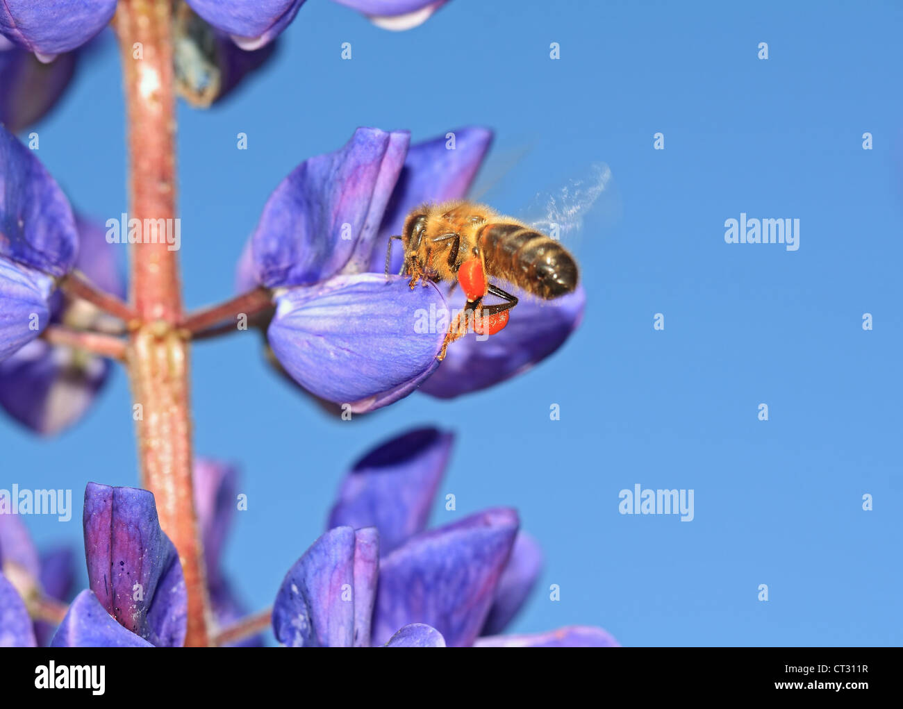bee with pollen on turn blue lupine Stock Photo - Alamy