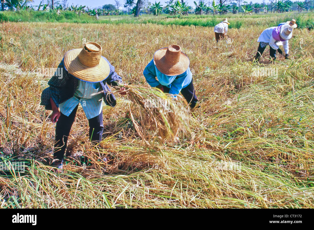 Harvesting rice hi-res stock photography and images - Alamy