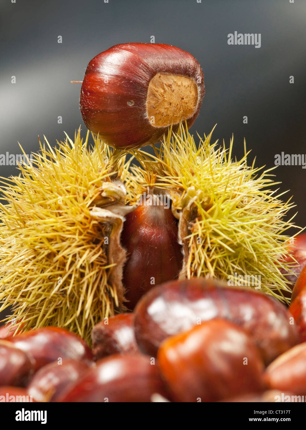 Spiky nut hi-res stock photography and images - Alamy