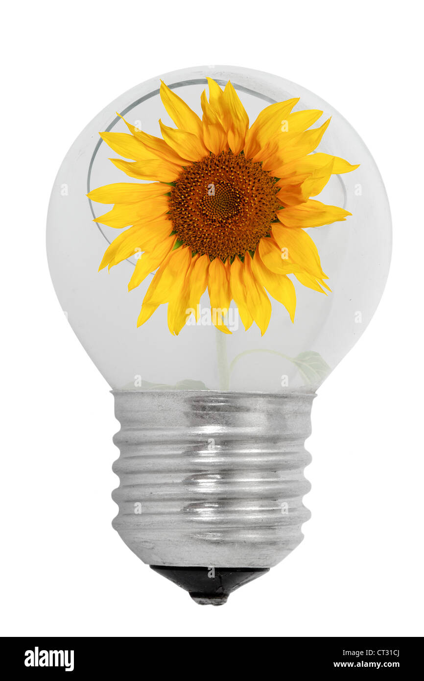Light bulb sunflower hi-res stock photography and images - Alamy