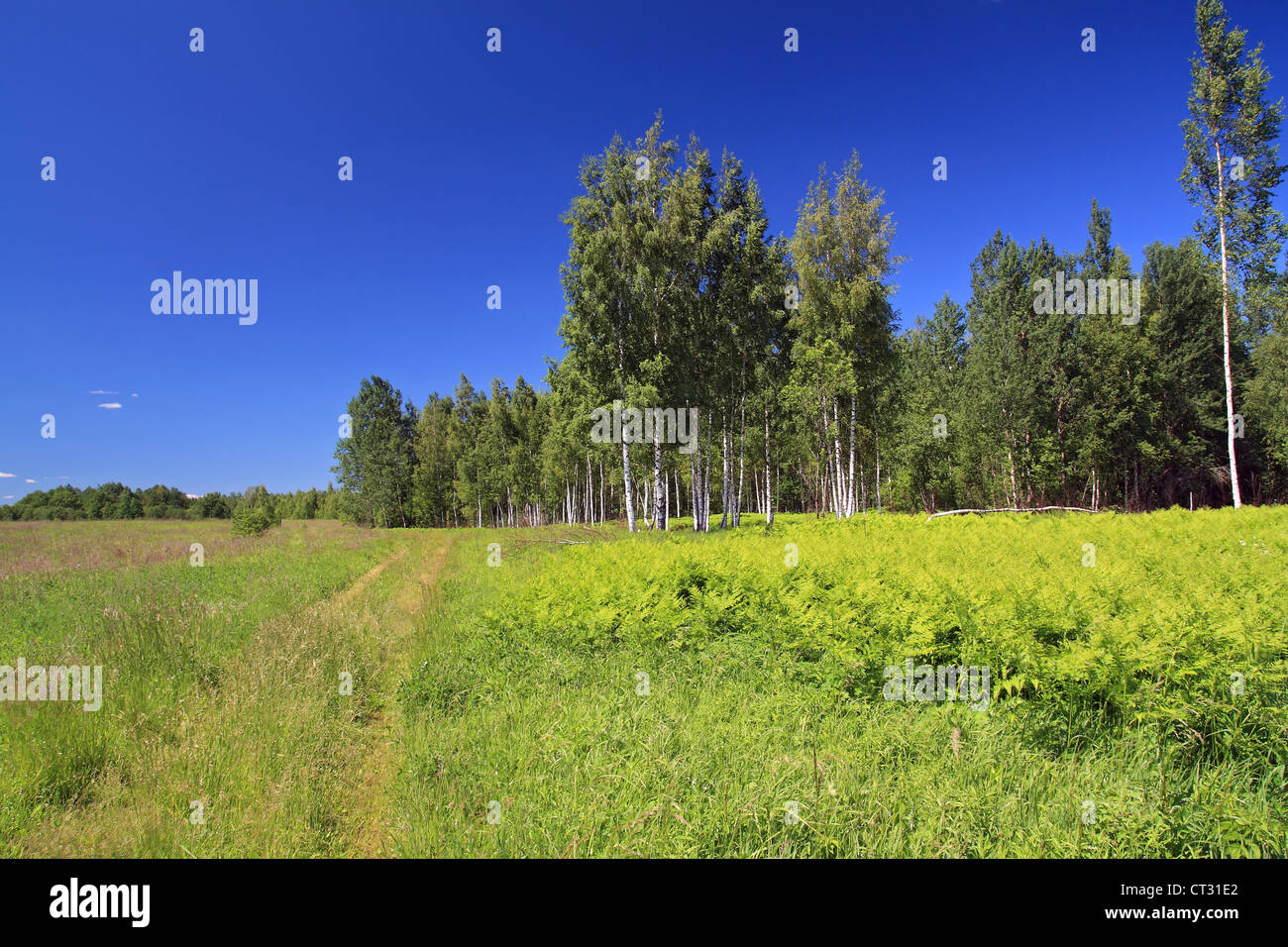 Copse road hi-res stock photography and images - Alamy