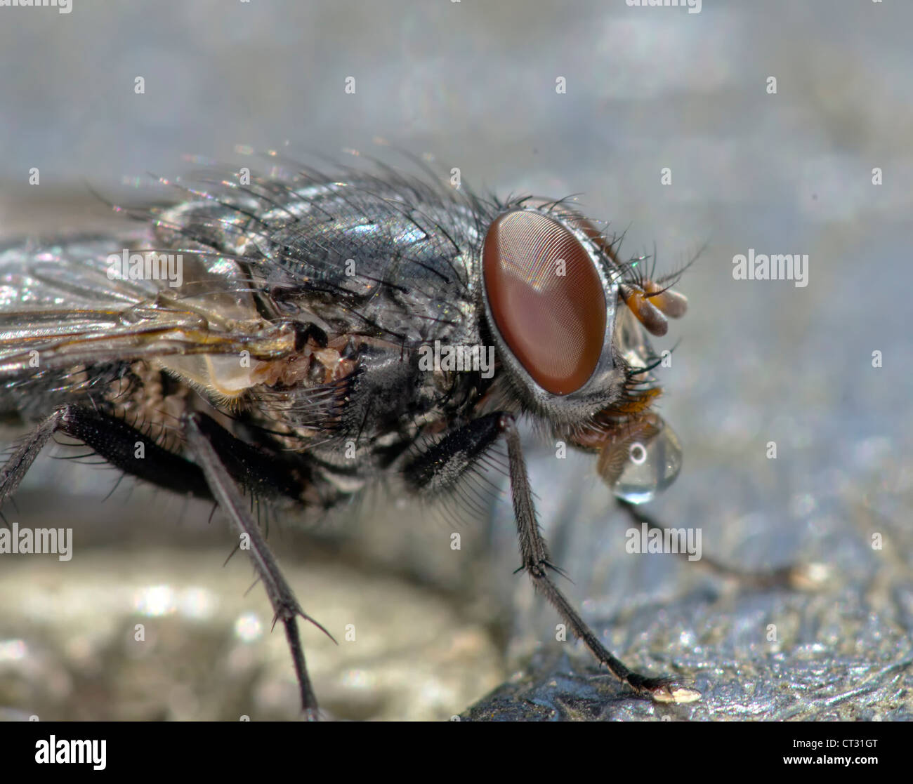 Fly blowing a bubble Stock Photo - Alamy