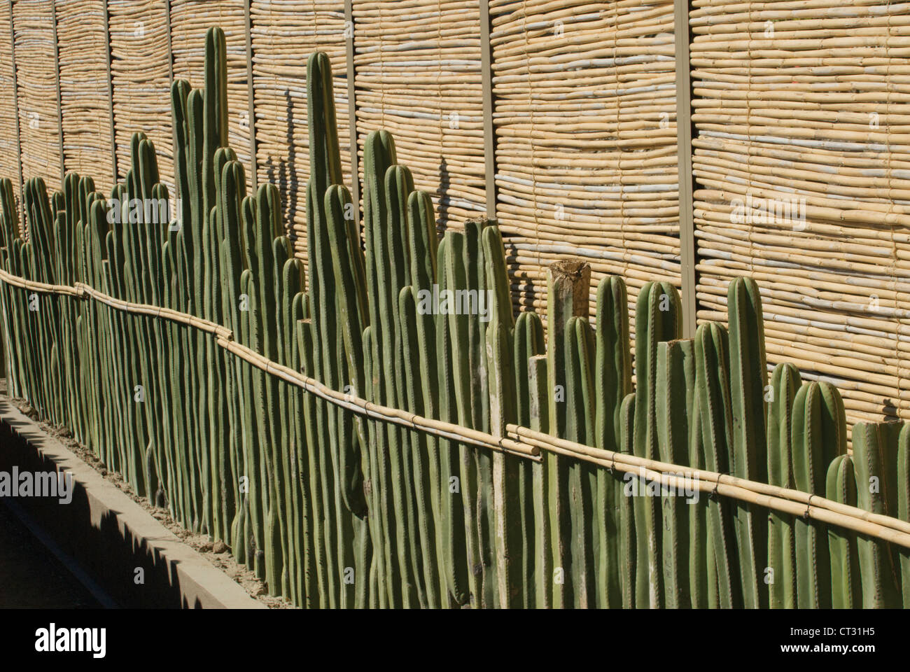 Pachycereus Marginatus Cactus Mexican Fence Post Cactus Stock Photo Pachycereus Marginatus Cactus Mexican Fence Post Cactus Stock Photo