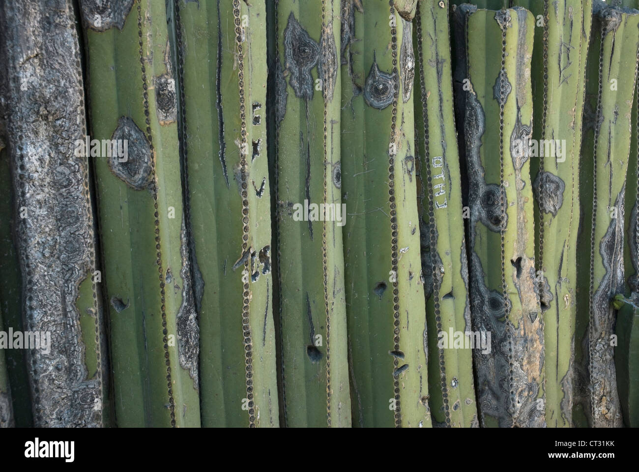 Pachycereus Marginatus, Cactus, mexican fence post cactus Stock Photo ...