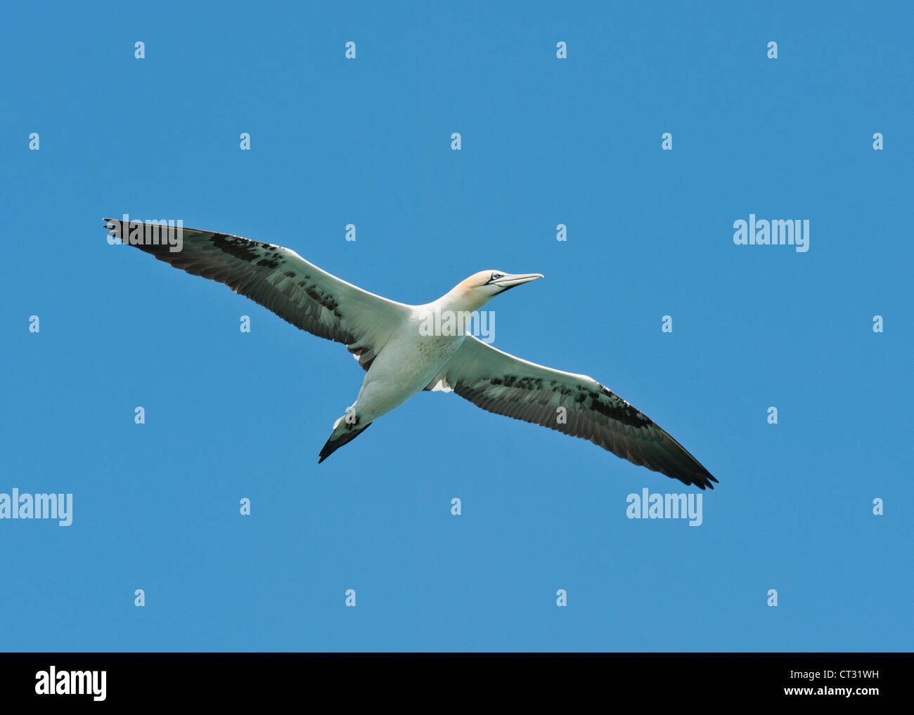 Gannet in flight over Grassholm Island in Wales Stock Photo - Alamy