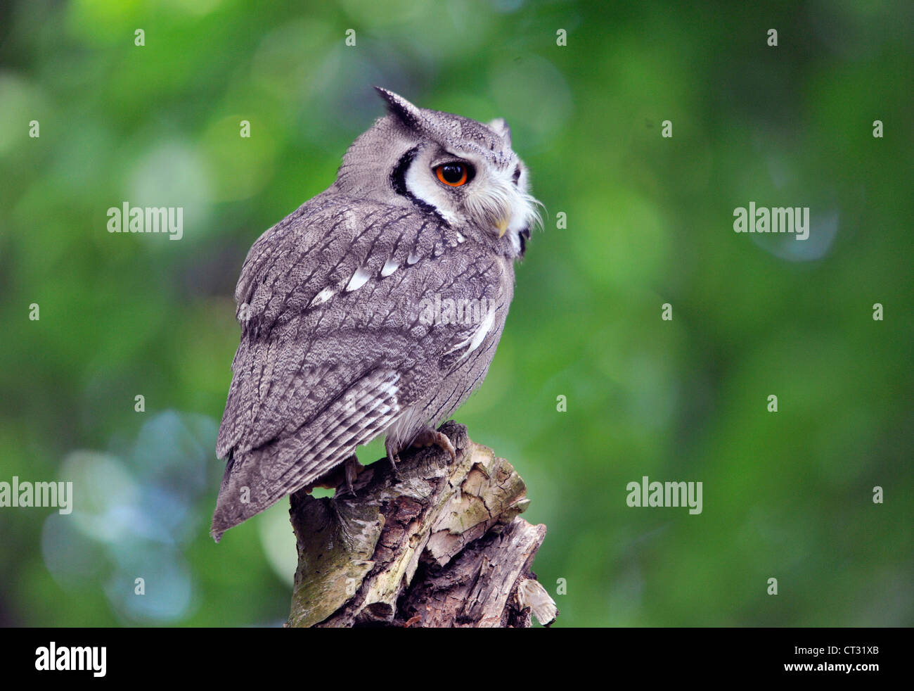 Screech owl on log Stock Photo - Alamy
