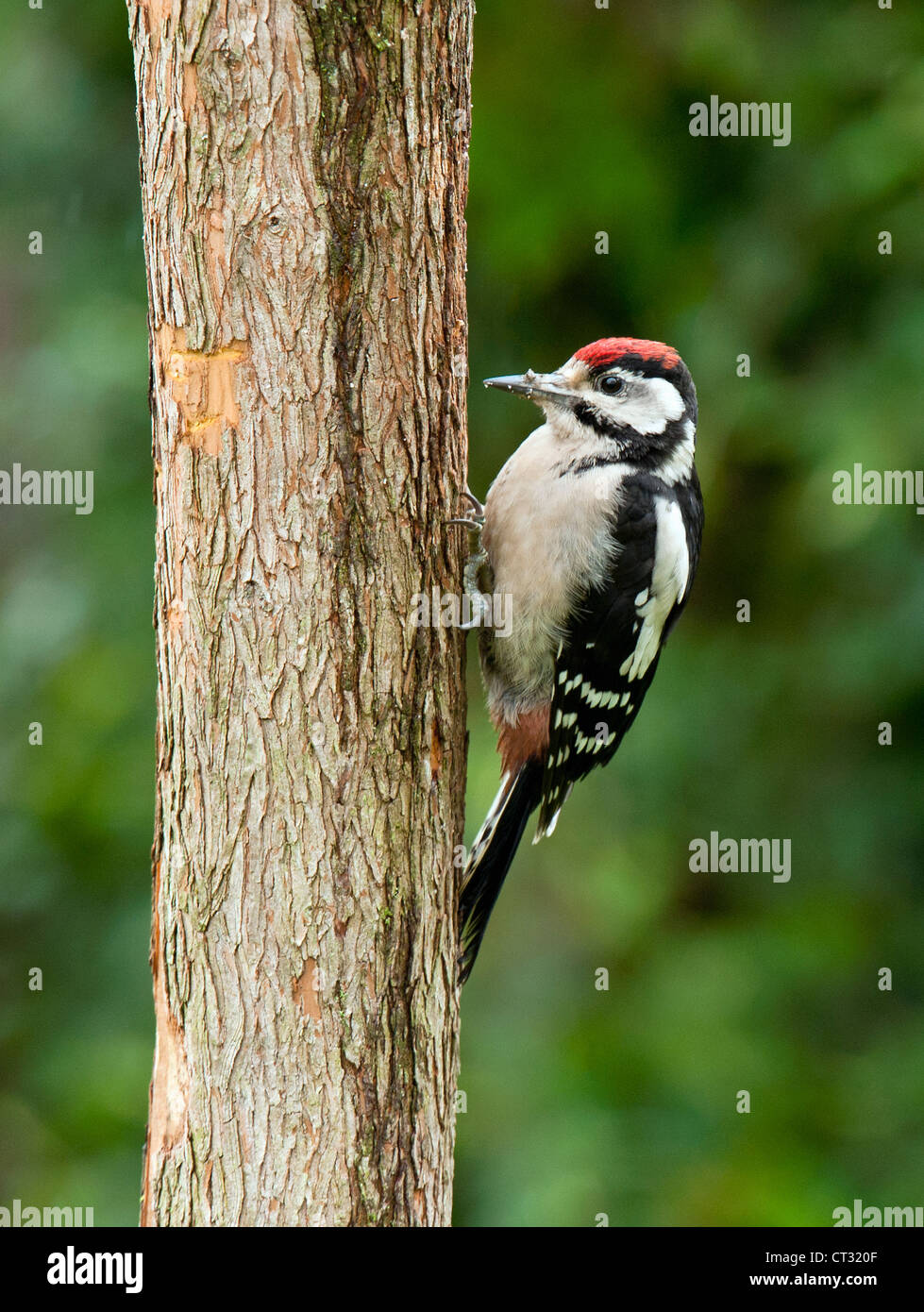 Baby woodpecker hi-res stock photography and images - Alamy
