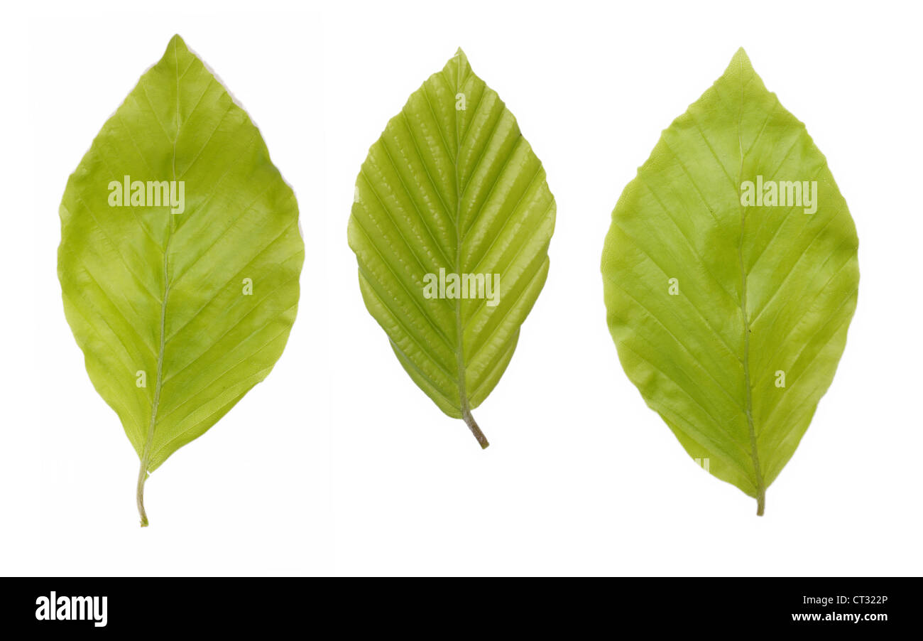 Three young, green leaves of the beech tree Stock Photo - Alamy