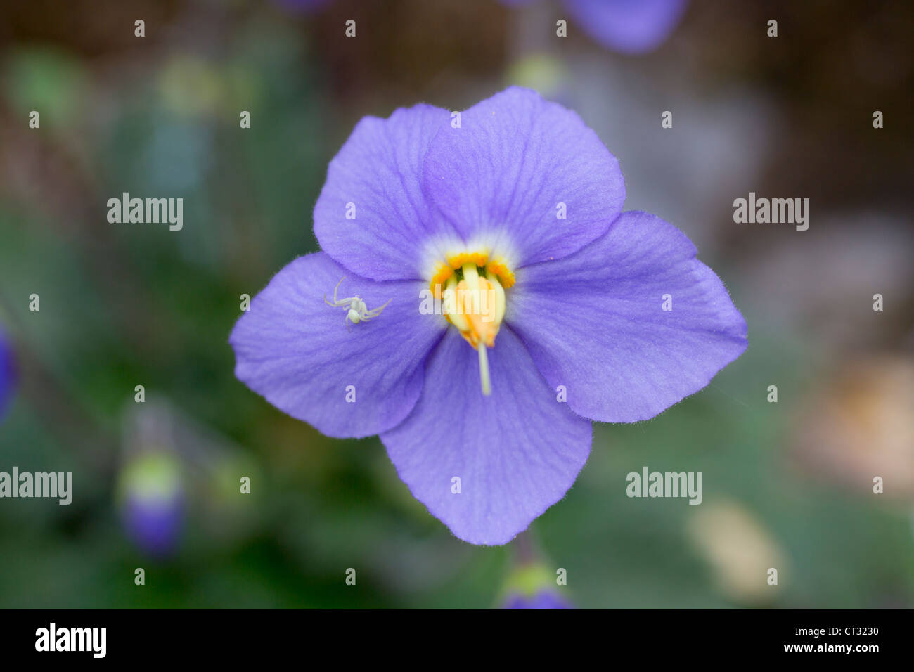 Bear's Ear; Primula auricula; Pyrenees; Spain; with crab spider Stock ...