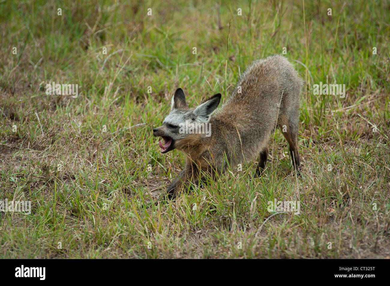Bat-eared fox stretching Stock Photo - Alamy