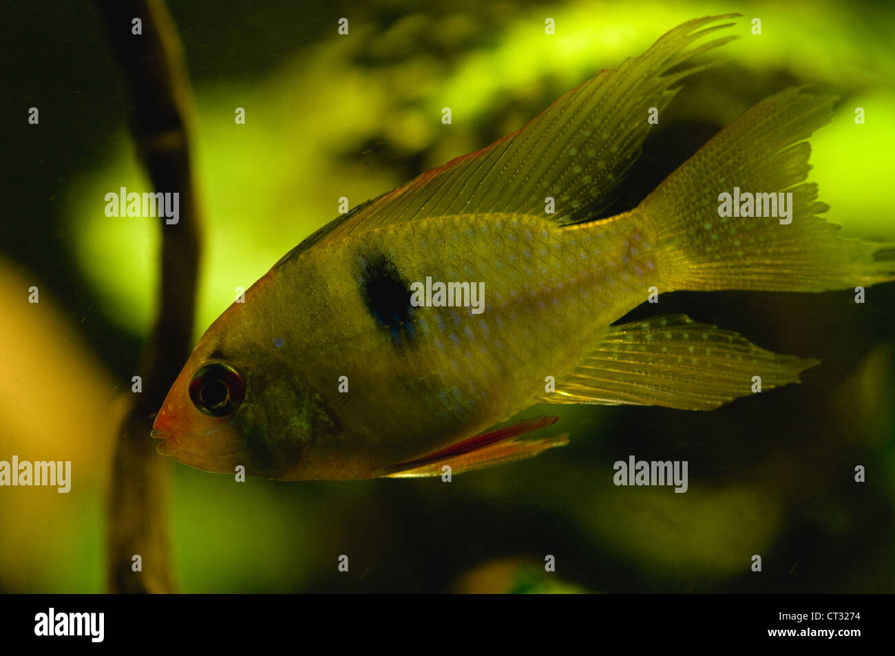 Microgeophagus ramirezi hi-res stock photography and images - Alamy