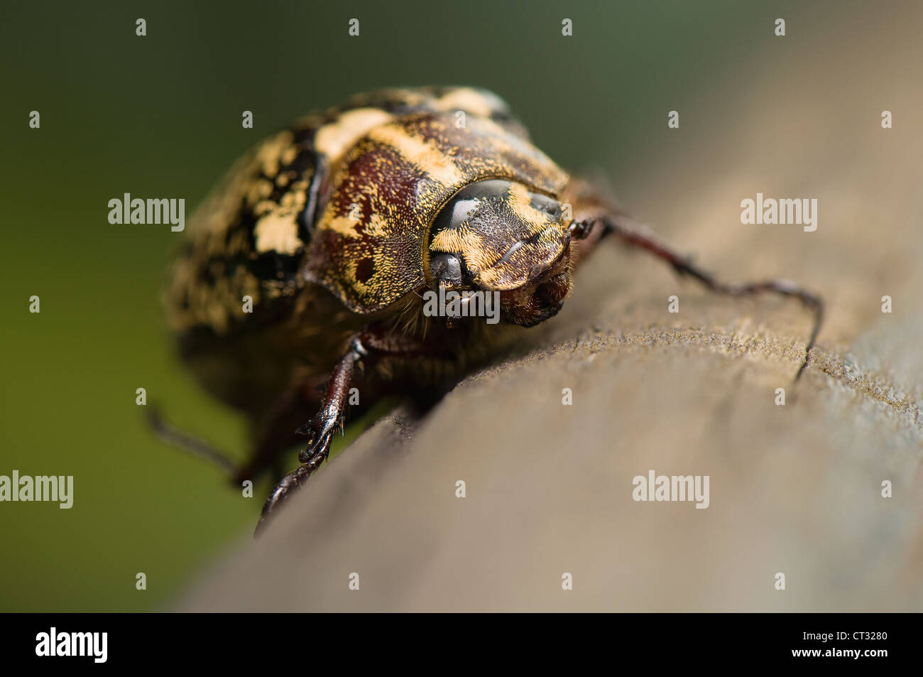Polyphylla beetle polyphylla fullo hi-res stock photography and images ...
